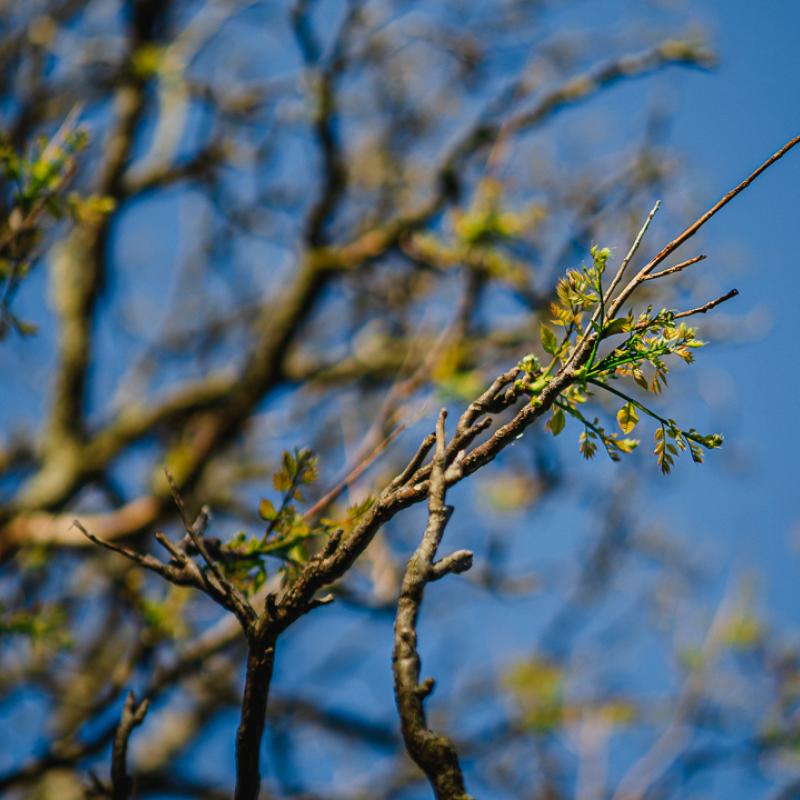 Snograss Arboretum | Queen's Alumni Review