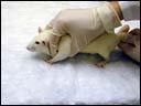 Manual Restraint of Rats | Animals in Science