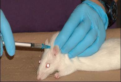 Manual Restraint of Rats | Animals in Science