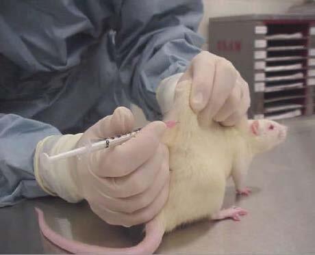 Manual Restraint of Rats | Animals in Science