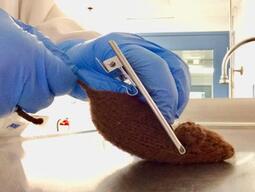 Euthanasia of Rodents via Physical Methods | Animals in Science