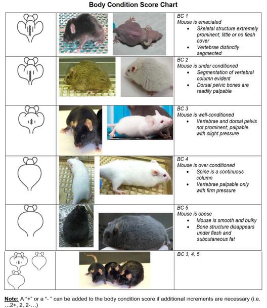 Humane Interventions in Mice | Animals in Science