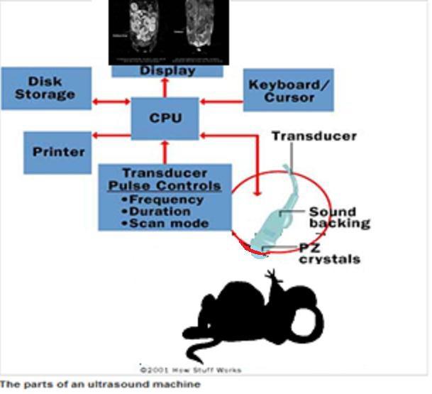 Rodent Ultrasound in Mice | Animals in Science