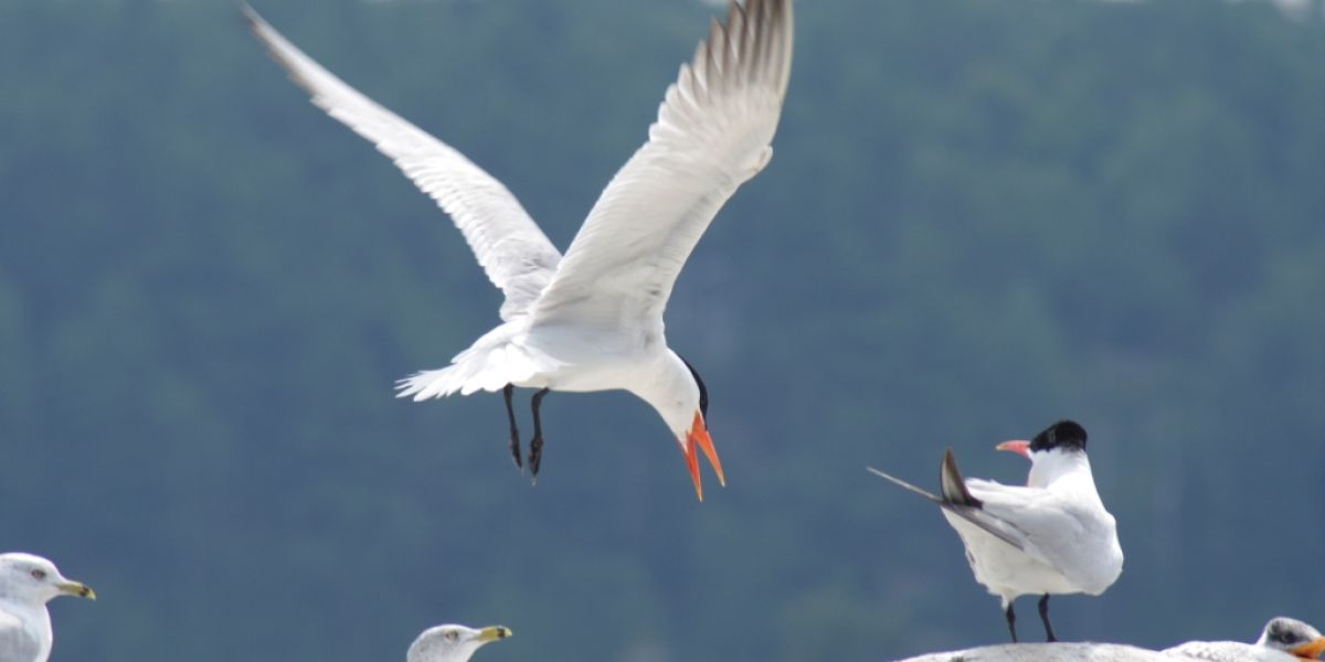 Queen's University Biological Station (QUBS) | Queen's University ...