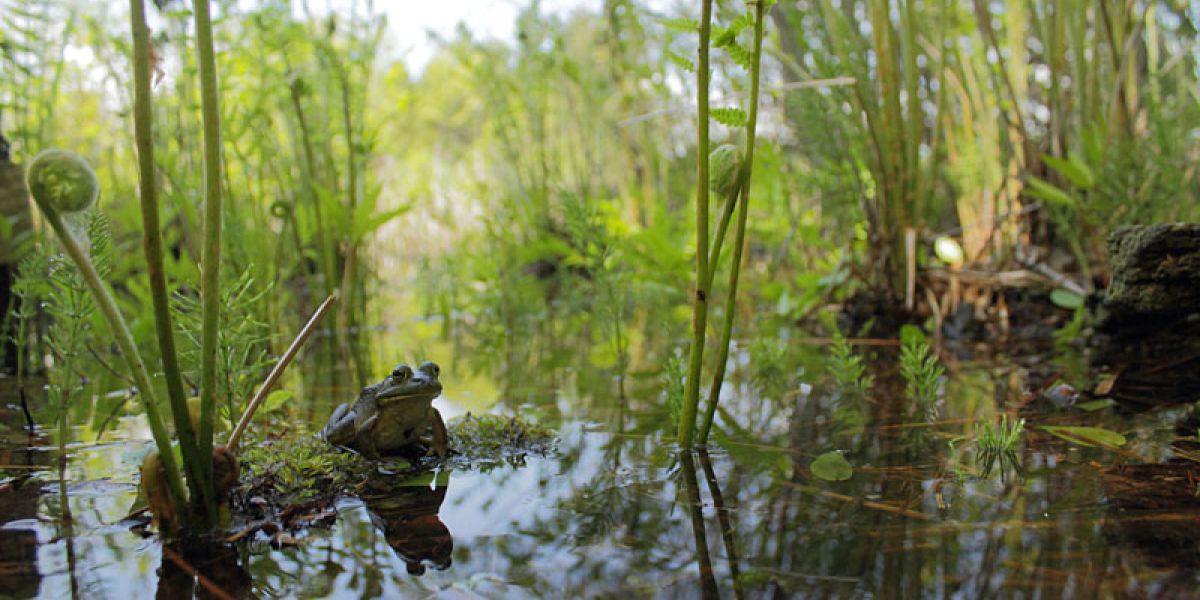 Queen's University Biological Station (QUBS) | Queen's University ...