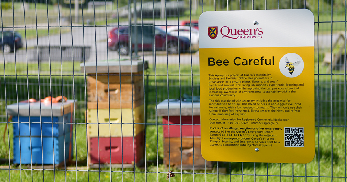 New campus bee farm provides honey and supports the environment | Queen ...