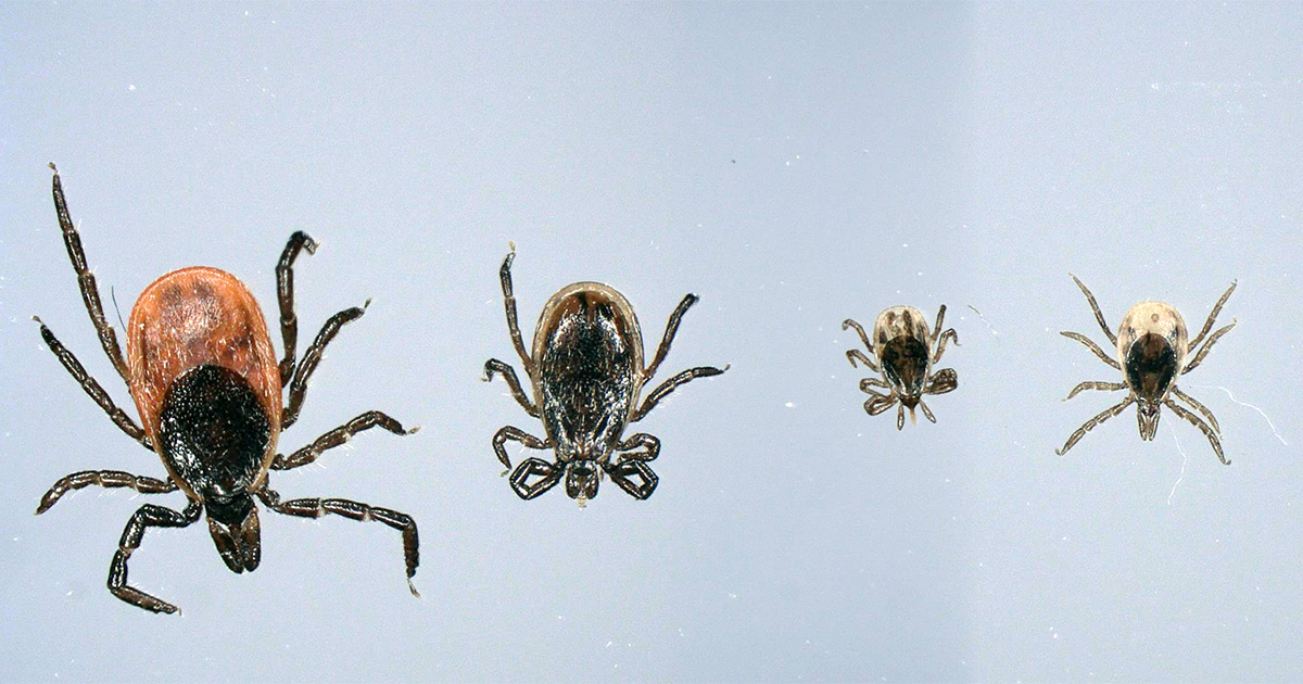 Tick talk | Queen's University Gazette