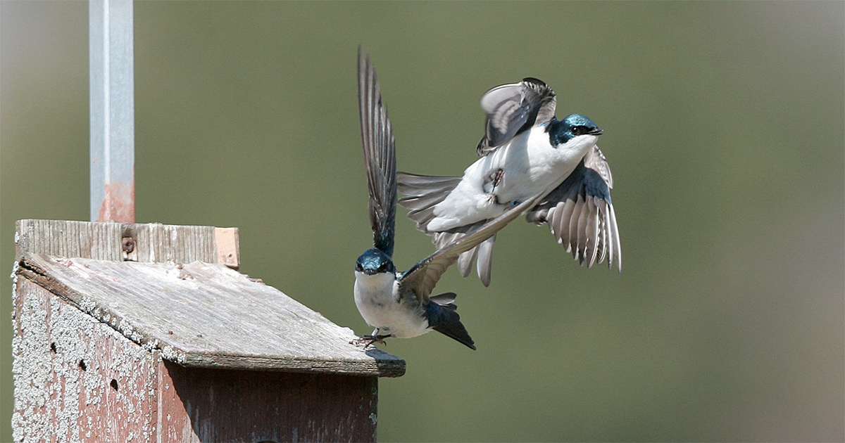 Tree swallows expose state of our climate | Queen's Gazette | Queen's ...