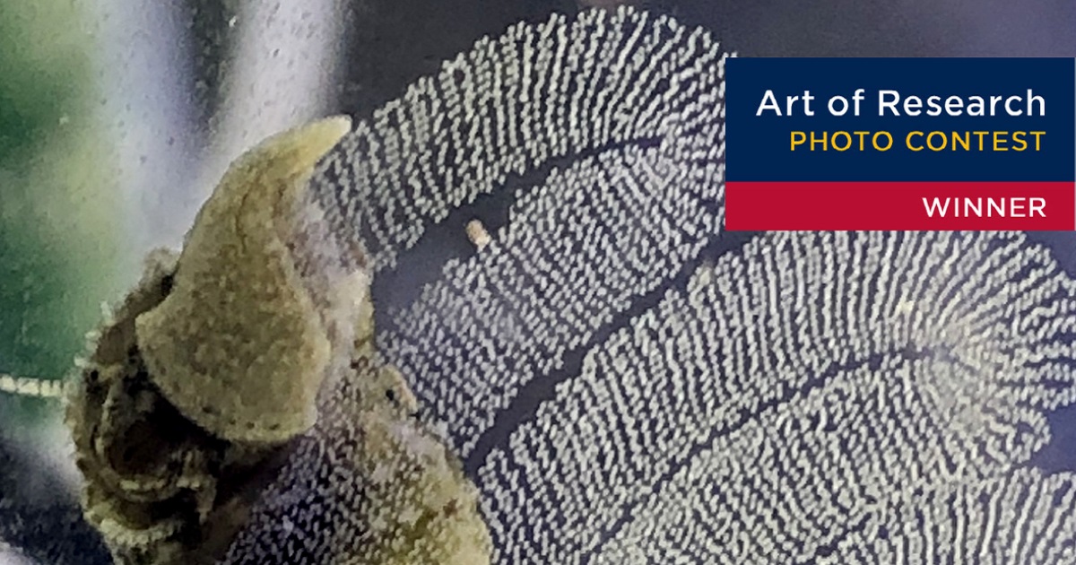 Capturing the Art of Research | Queen's Gazette | Queen's University